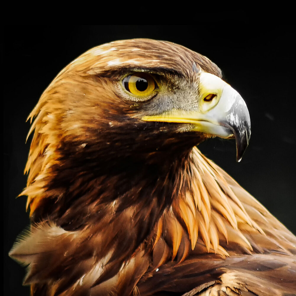 Another Snus Factory/